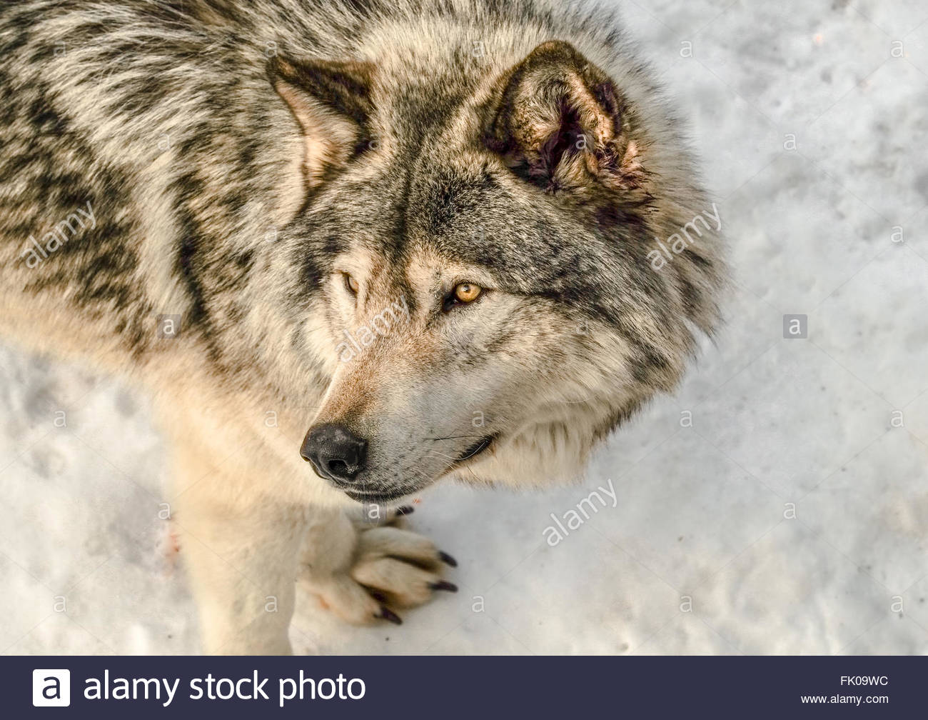 Timber Wolf Canada High Resolution Stock Photography and Images - Alamy