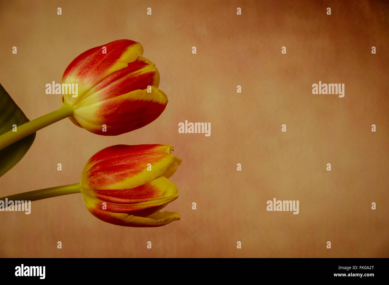two red yellow tulips flowers image Stock Photo - Alamy