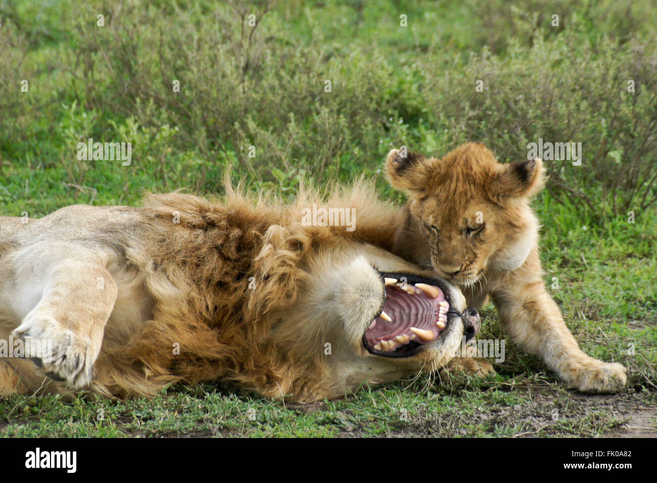 Male lion snarling at cub, Ngorongoro Conservation Area (Ndutu ...