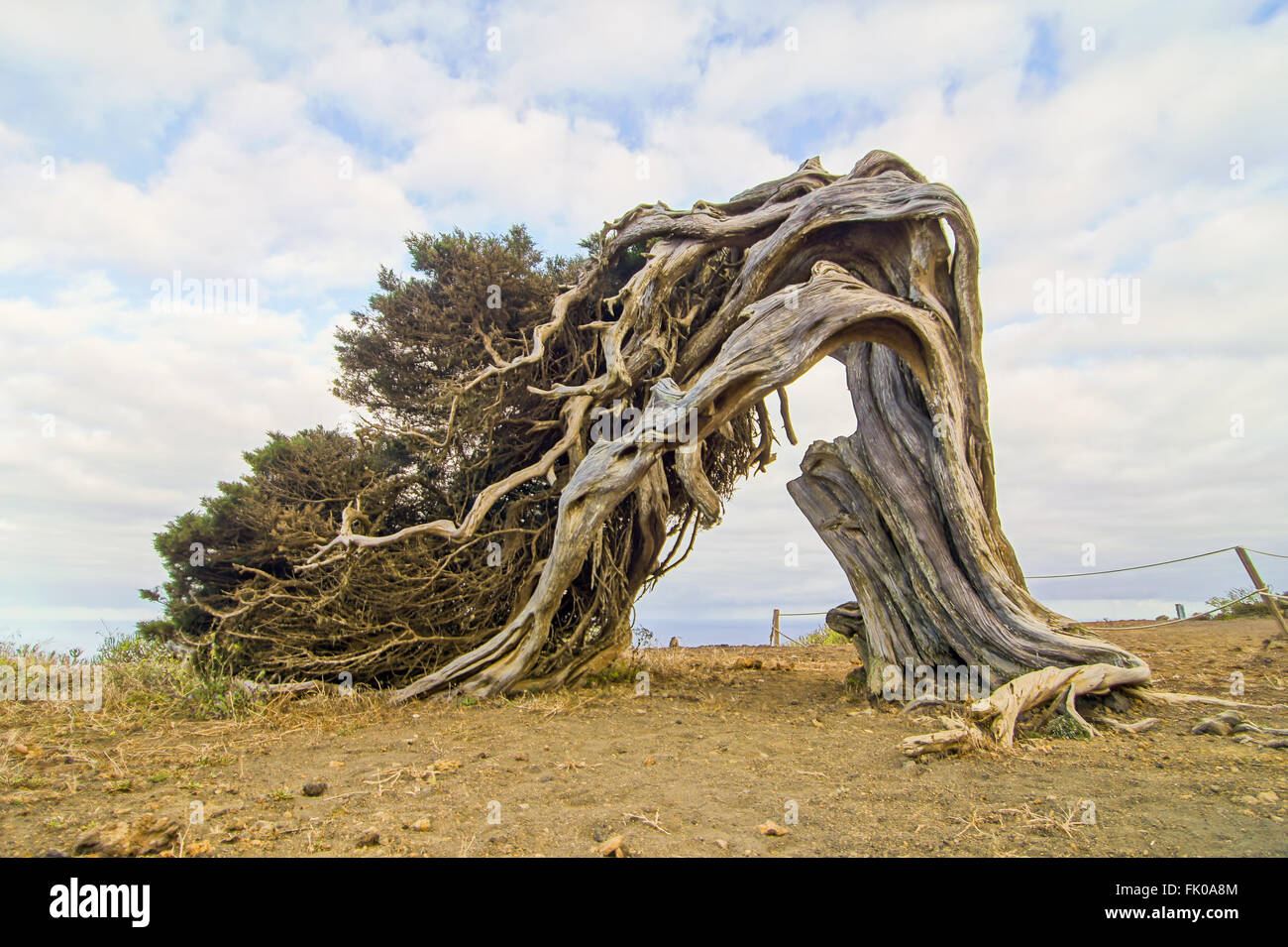 Gnarled Juniper Tree Shaped By The Wind Stock Photo - Alamy