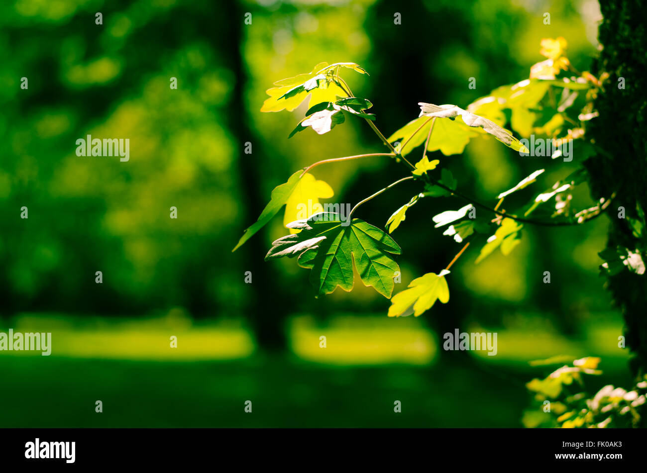 detail of green leaves in spring park Stock Photo - Alamy