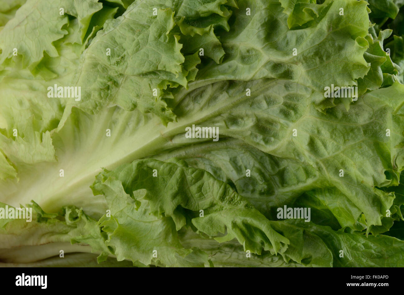 Green leaf lettuce hi-res stock photography and images - Alamy