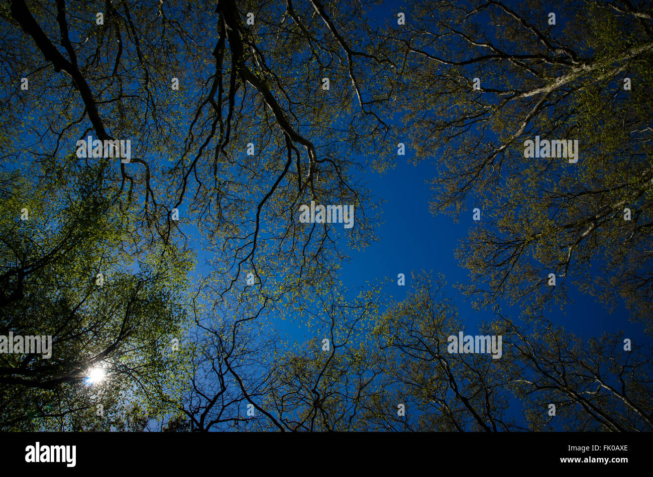 sun in blue dark sky over tree branches Stock Photo - Alamy