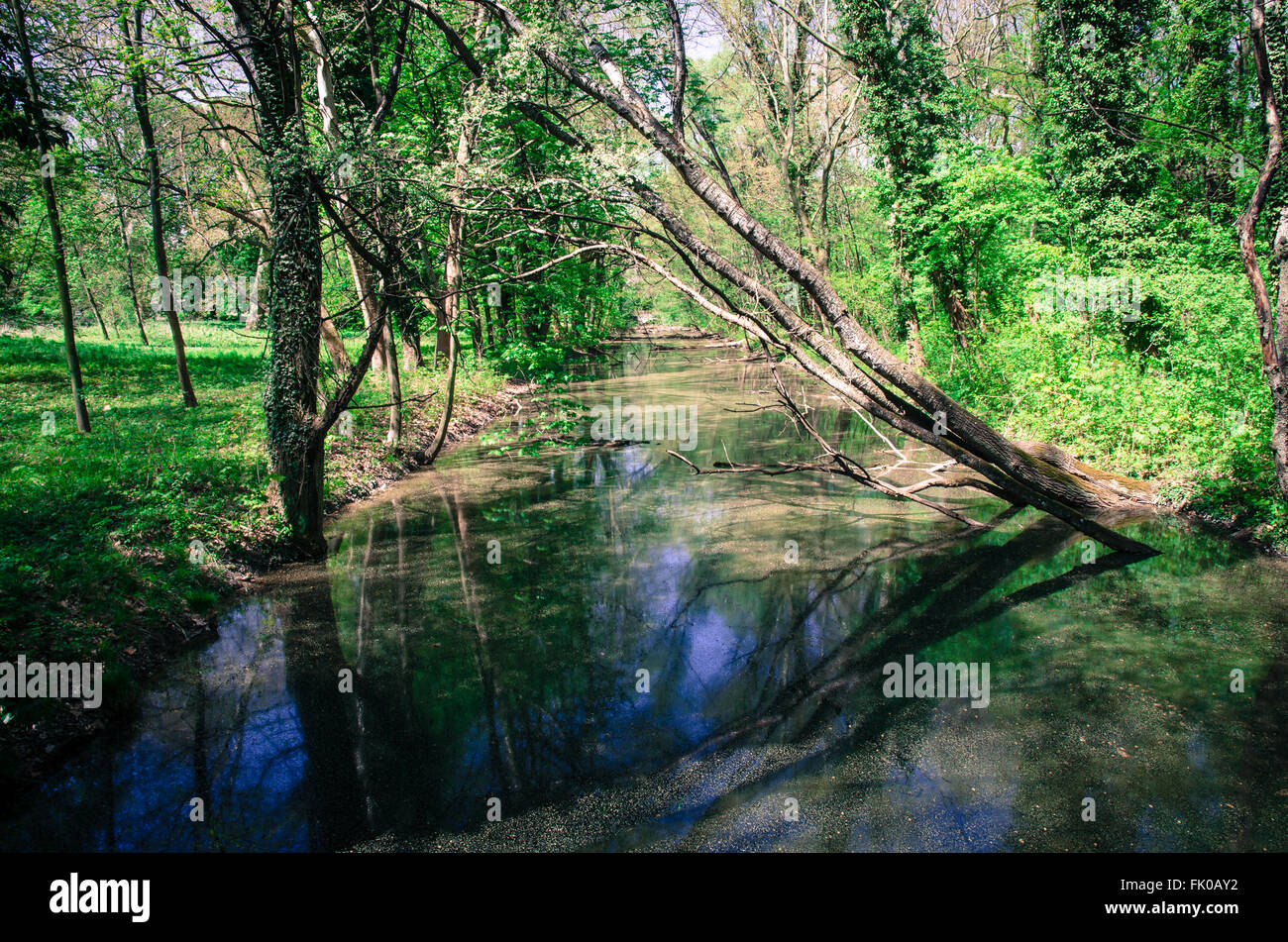 tranquil river canal with trees around Stock Photo - Alamy