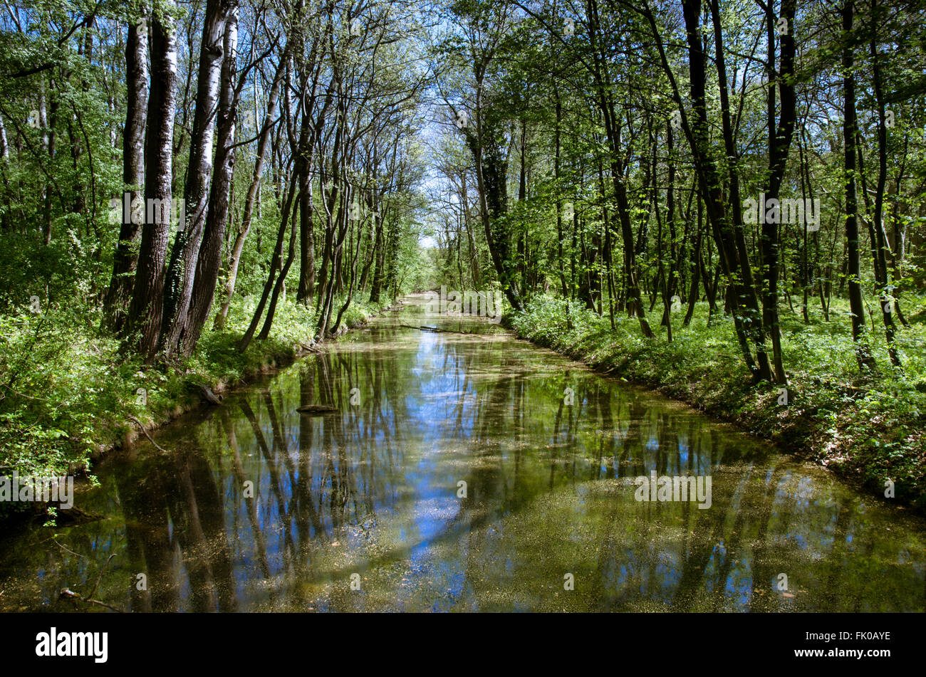 tranquil river canal with trees around Stock Photo - Alamy