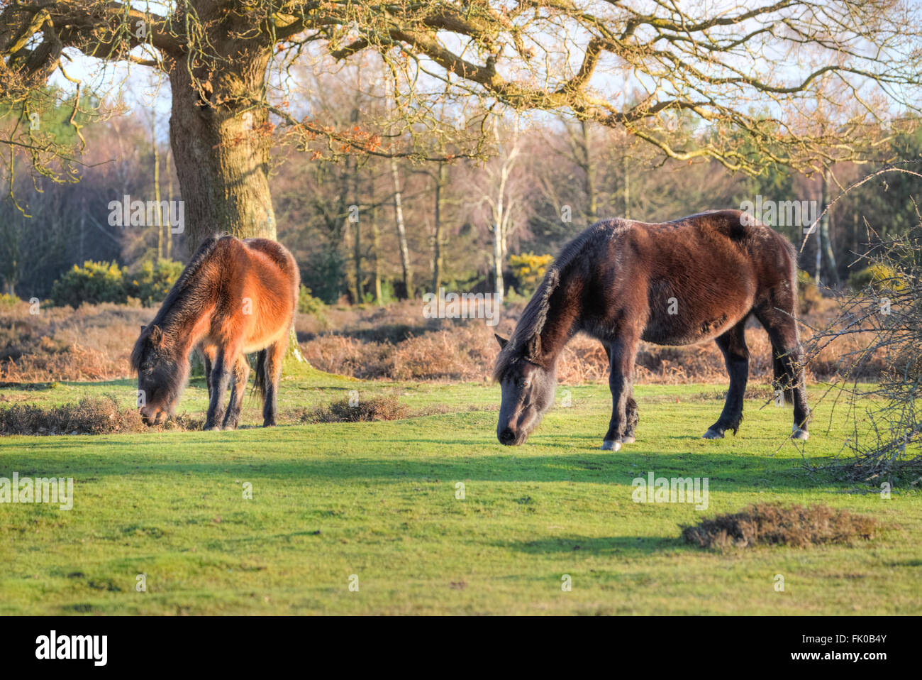 wild New Forest ponies grazing near Lyndhurst, Hampshire, England, UK ...