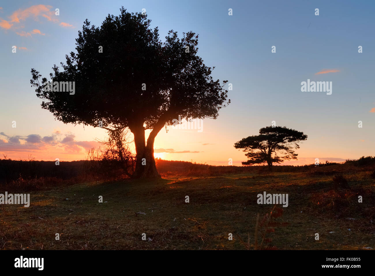 New forest view hi-res stock photography and images - Alamy