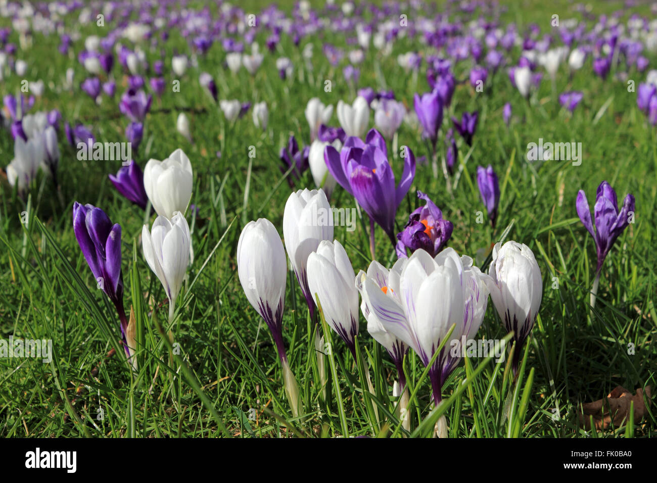 Spring crocus uk hi-res stock photography and images - Alamy