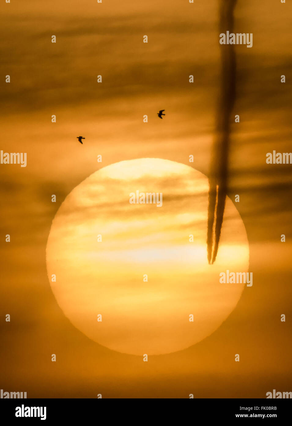 Birds flying past the sun hi-res stock photography and images - Alamy