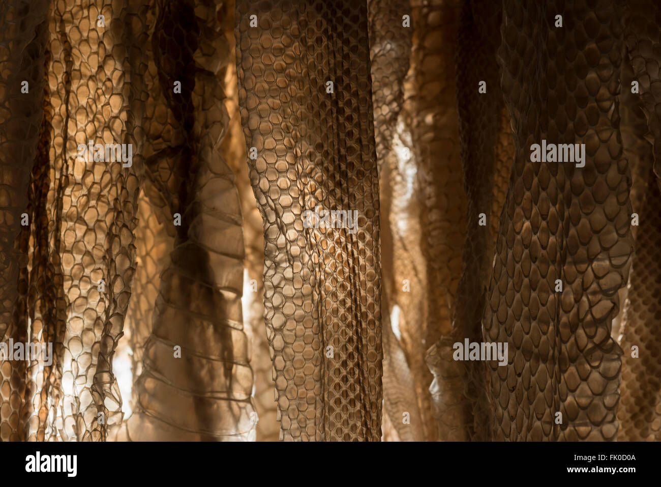 Snake skin hanging collection Stock Photo - Alamy