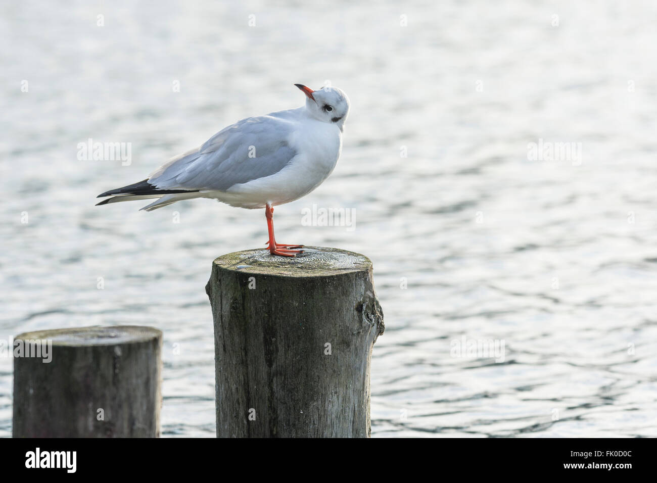 Cute gull bird stand hi-res stock photography and images - Alamy