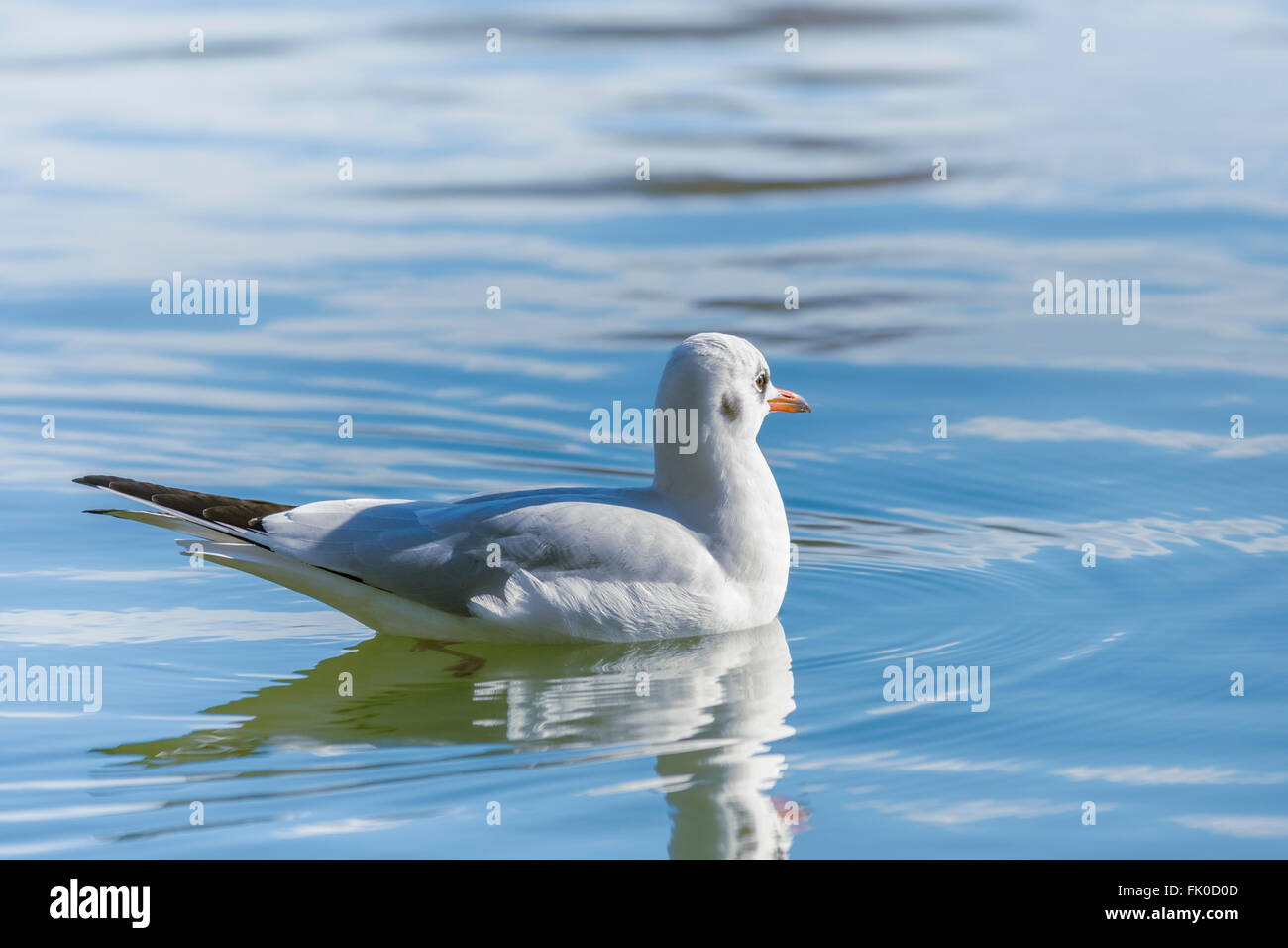 Seagull floating on water Stock Photo - Alamy