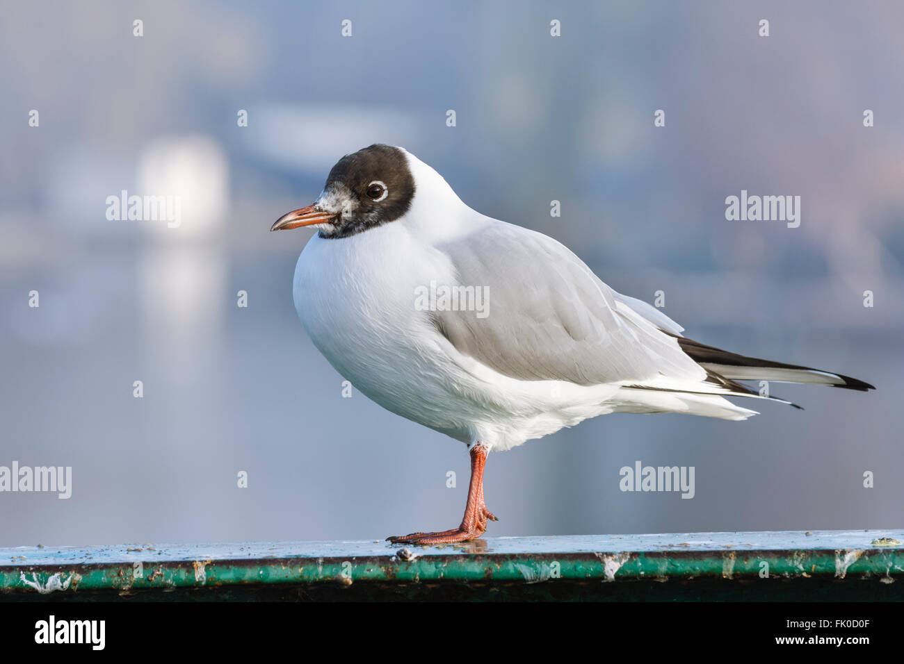Seagull face hi-res stock photography and images - Alamy