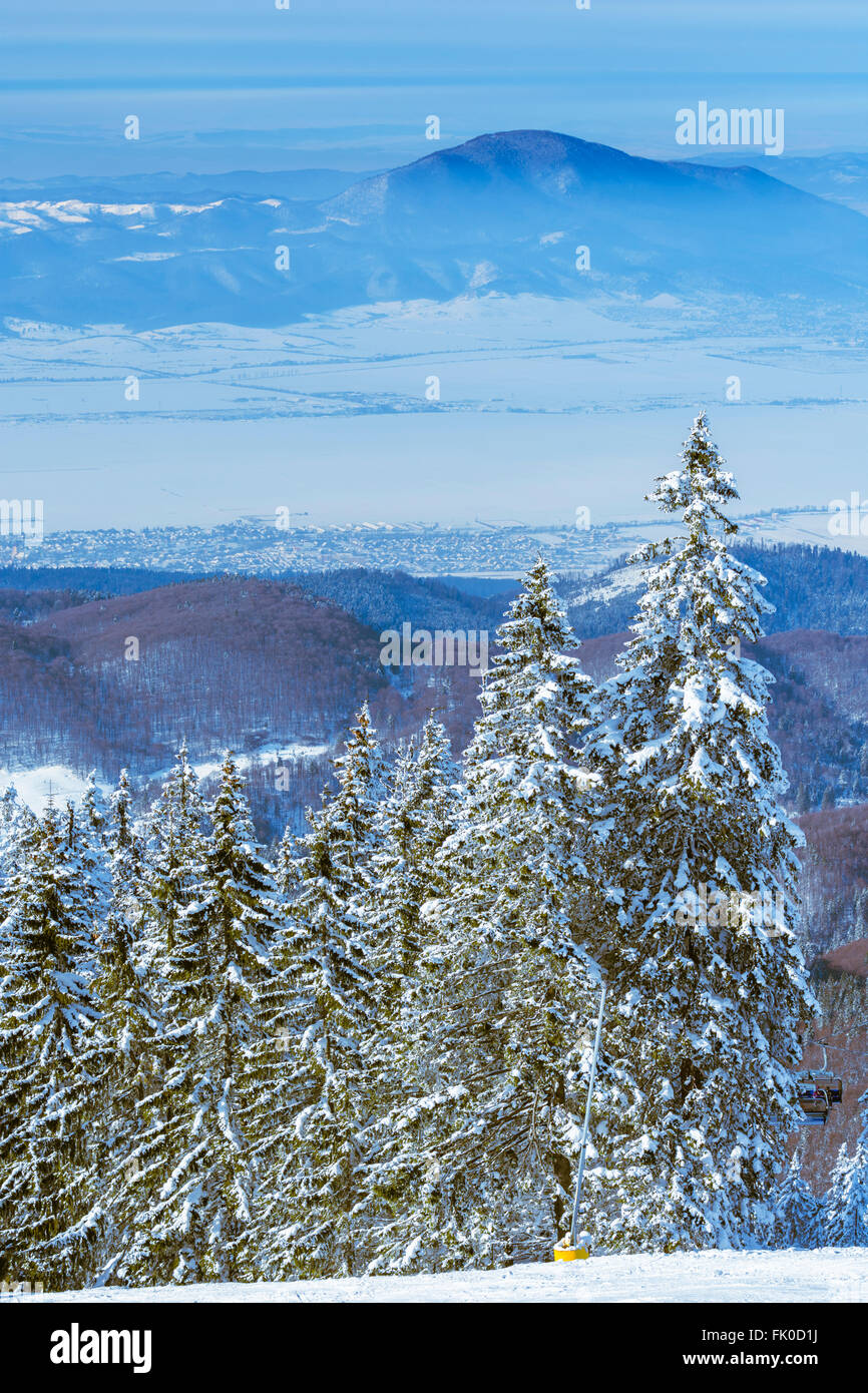 Fir trees covered with snow with mountains in background in Poiana ...