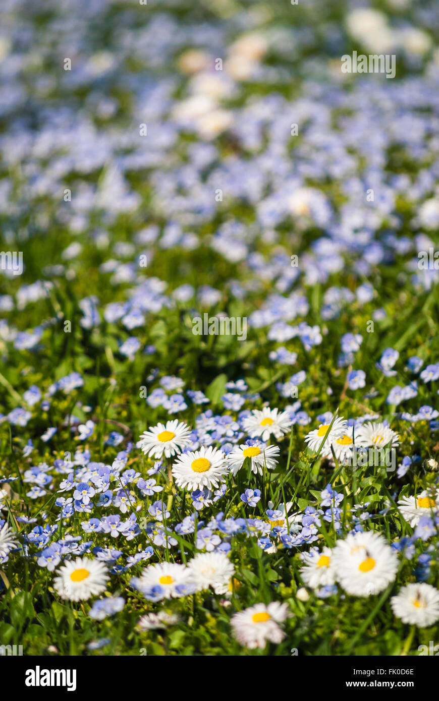 Grass lawn tiny white flowers hi-res stock photography and images - Alamy