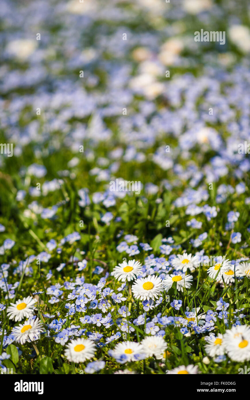 Lawn with small, wild flowers in spring time Stock Photo - Alamy