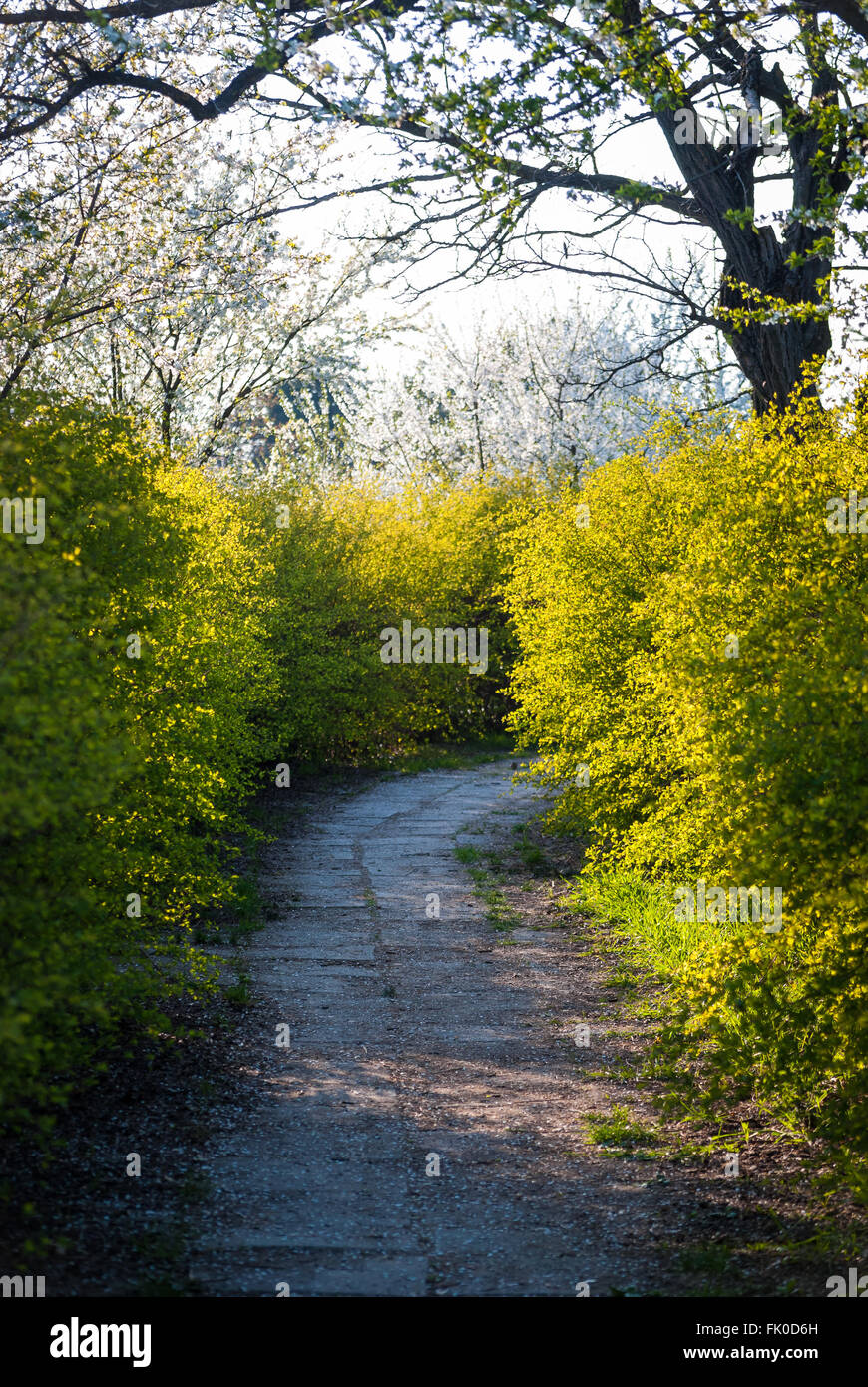 Walkway in a park surrounded by hedges in the springtime Stock Photo ...