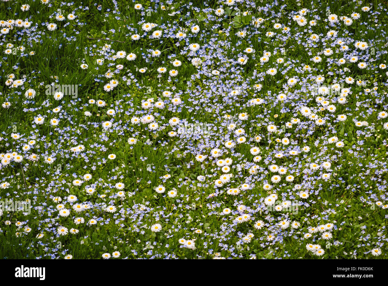 Grass lawn tiny white flowers hi-res stock photography and images - Alamy
