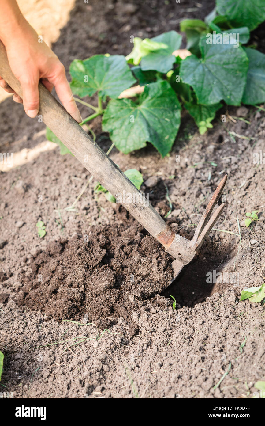 Summer work in the garden. Closeup woman replanting plant, female hands ...