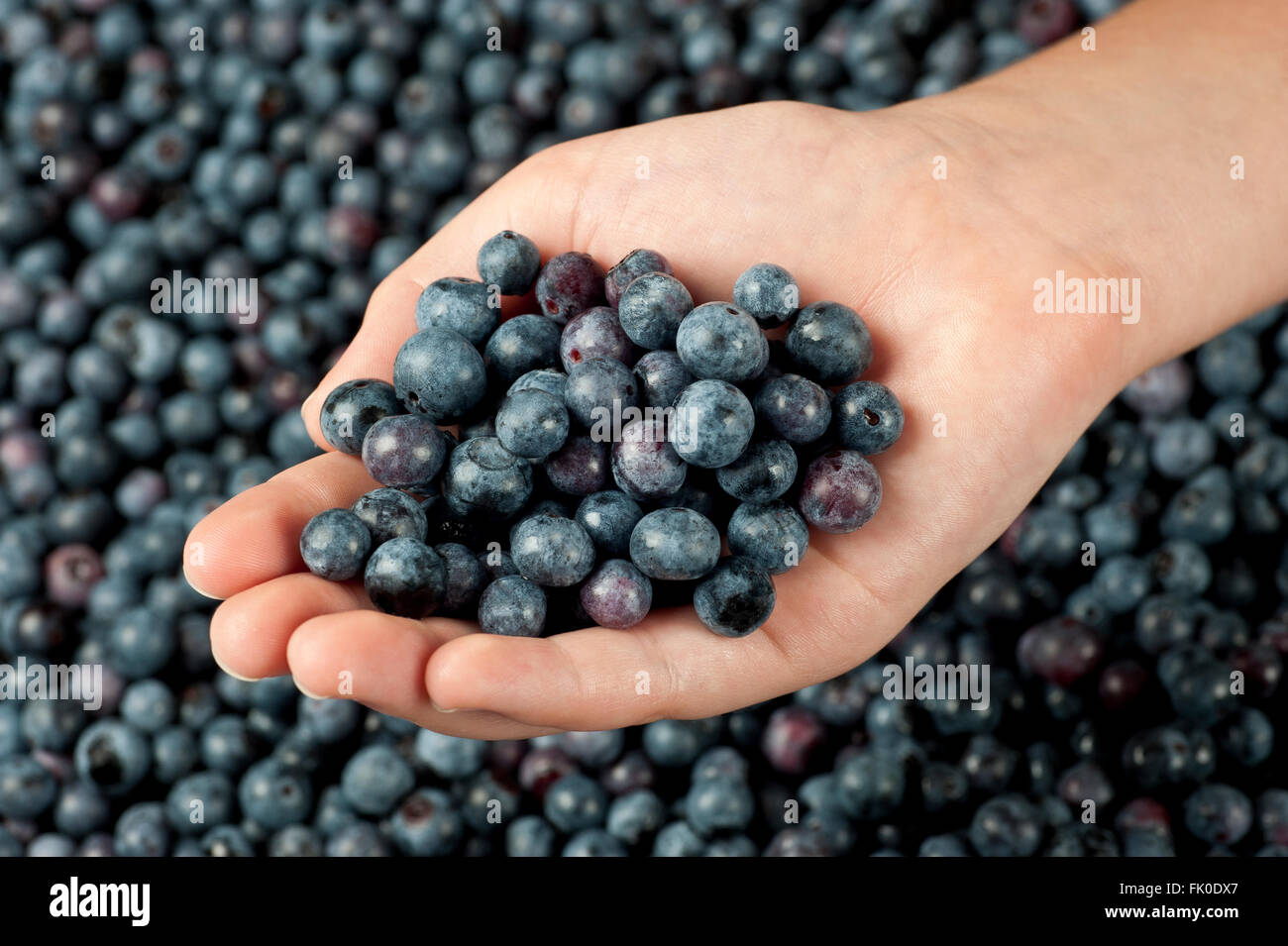 Little Girl's Hand Holding Fresh Blueberries Stock Photo - Alamy