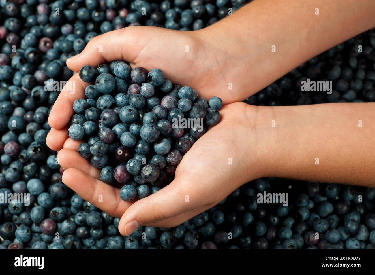 Hand blueberry hi-res stock photography and images - Alamy