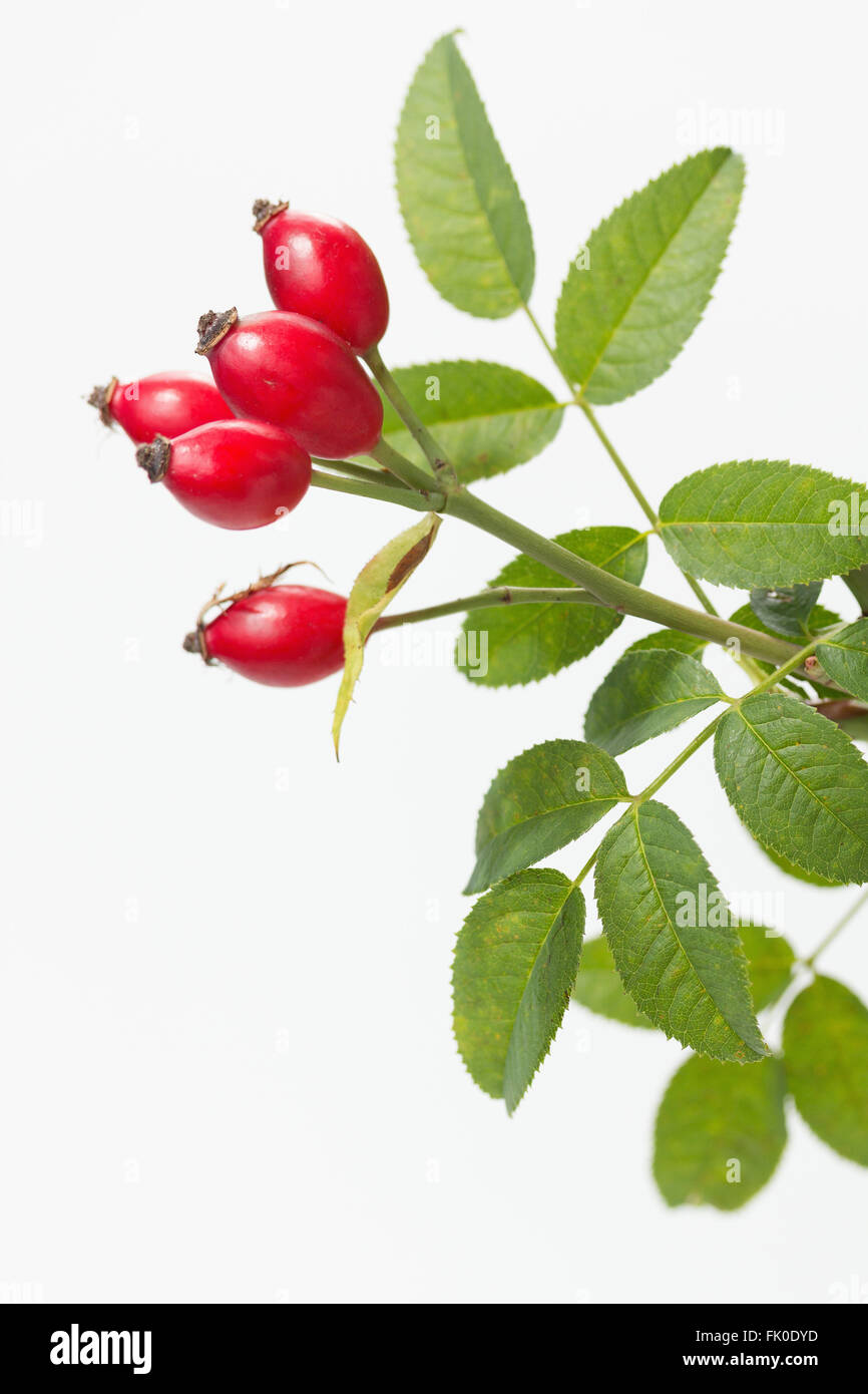 Rose hips with leaves Stock Photo - Alamy