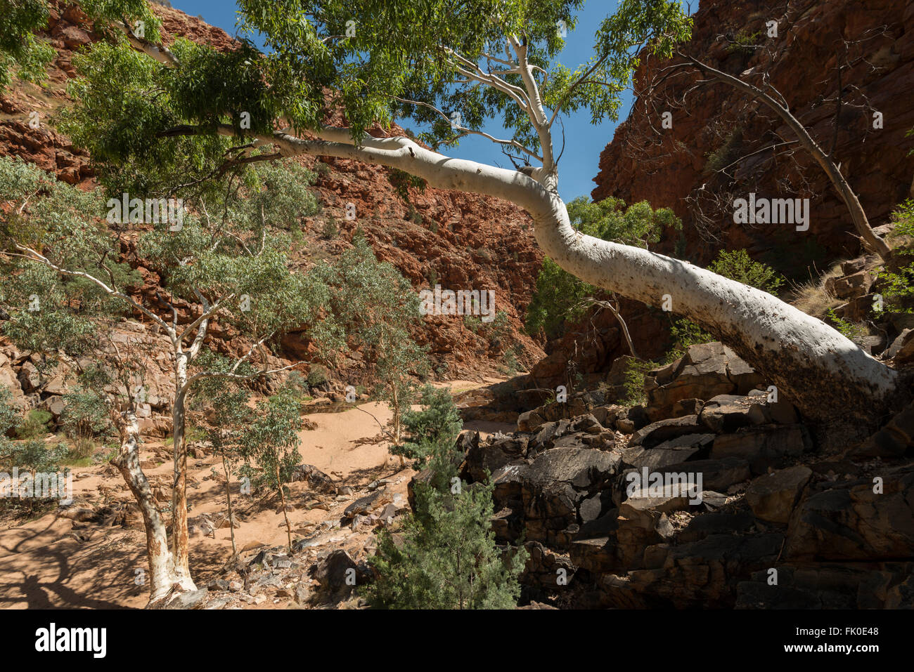 River Red Gum at Redbank Gorge Larapinta Trail of the West MacDonnell ...