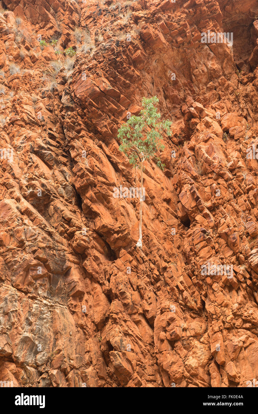 River Red Gum at Redbank Gorge Larapinta Trail of the West MacDonnell ...