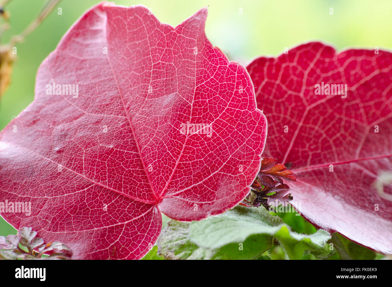 Pair of fallen ivy leaves displaying autumnal red color Stock Photo - Alamy