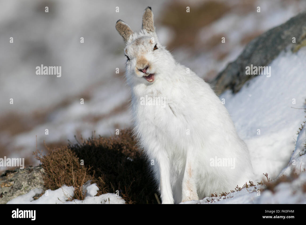 Hare teeth hi-res stock photography and images - Alamy