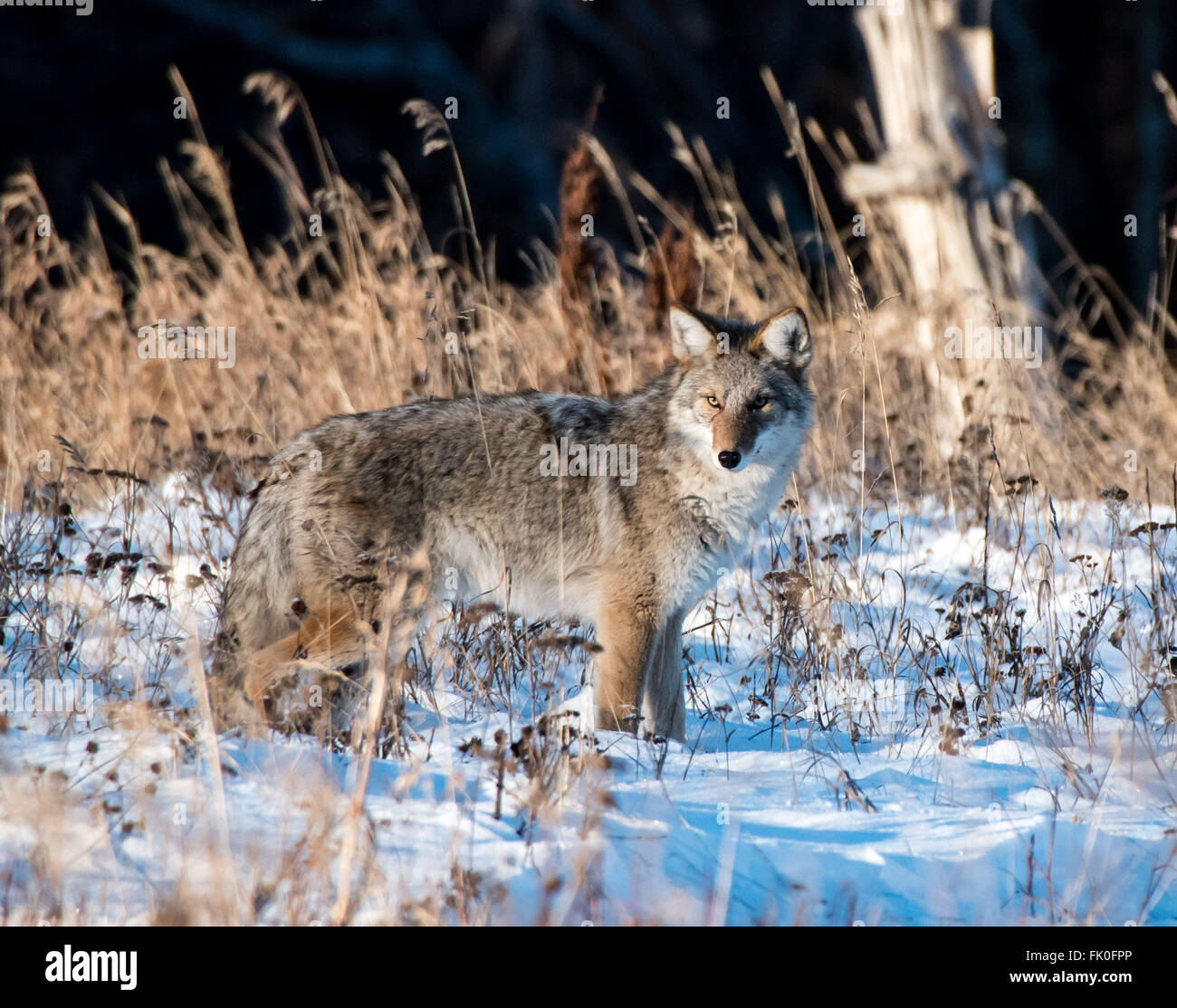 Coyote pausing while hunting for voles Stock Photo - Alamy