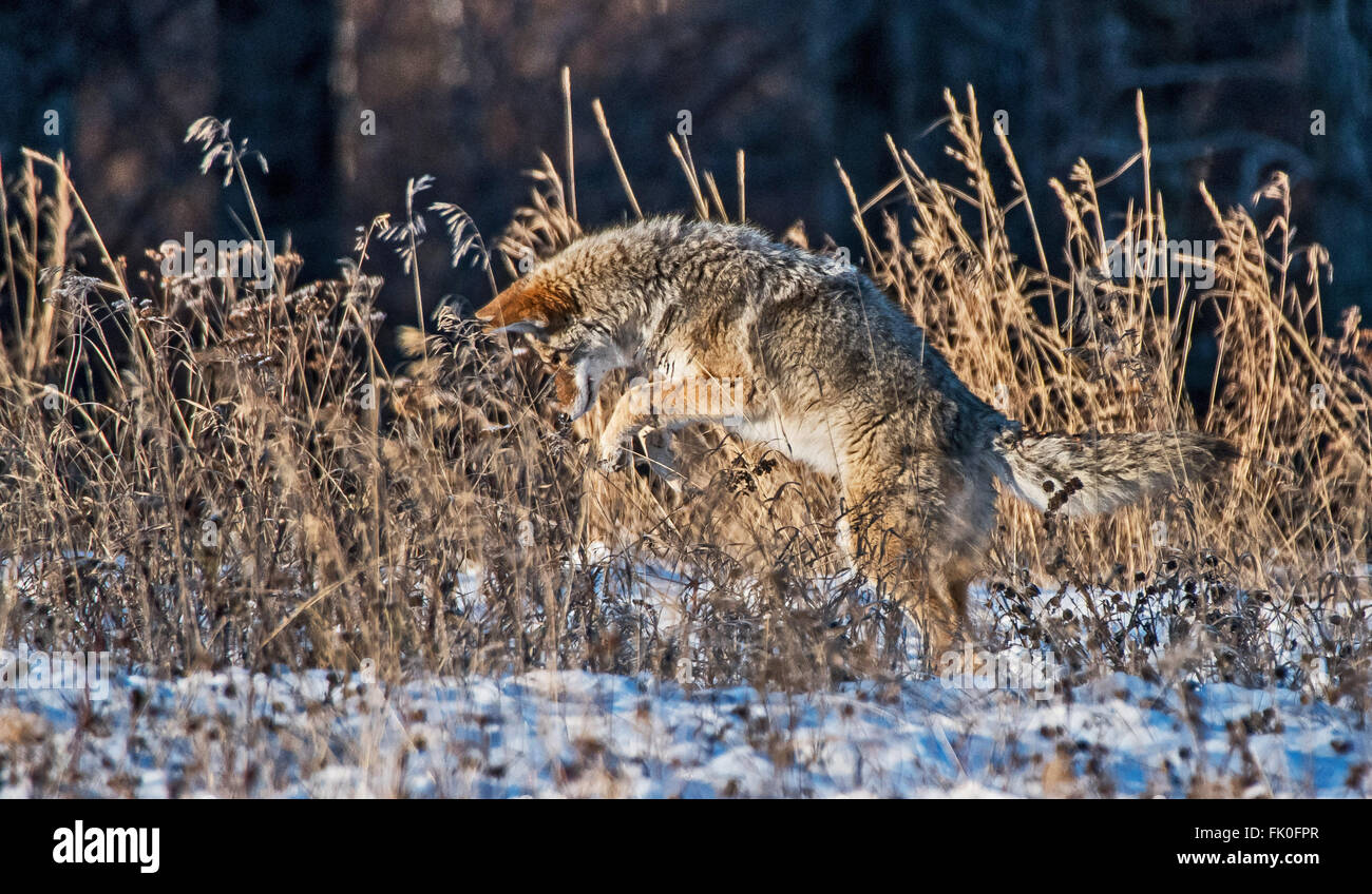 A coyote notices movement below the snow and pounces on the vole Stock ...