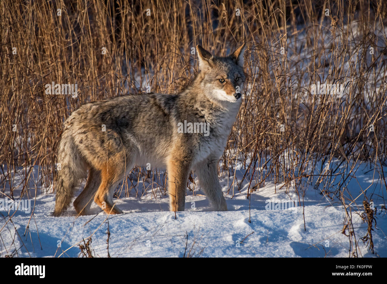 A coyote pauses while hunting voles Stock Photo - Alamy