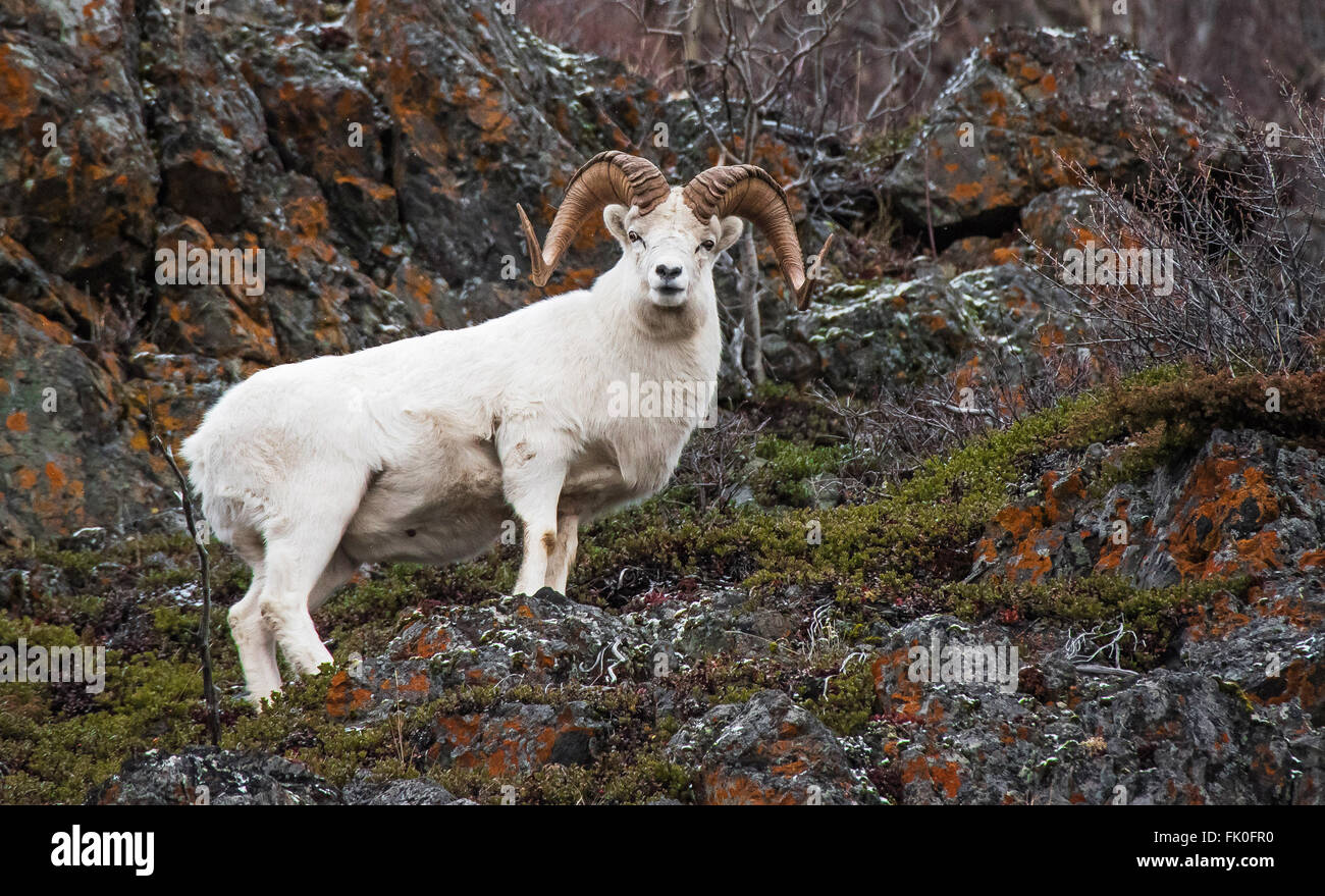 Dall Sheep Ram High Resolution Stock Photography and Images - Alamy