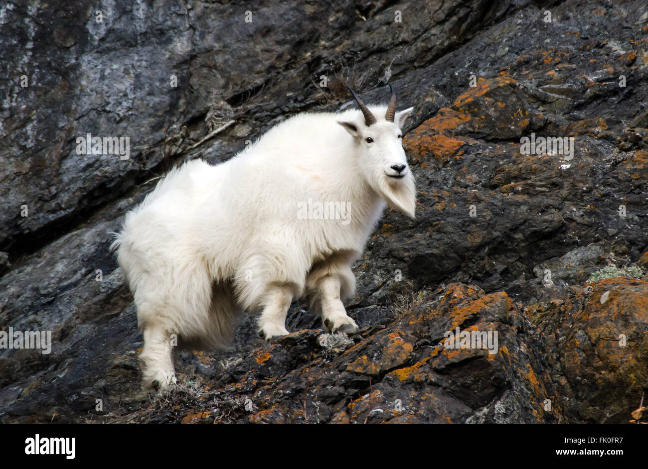 Sheer cliff goat hi-res stock photography and images - Alamy