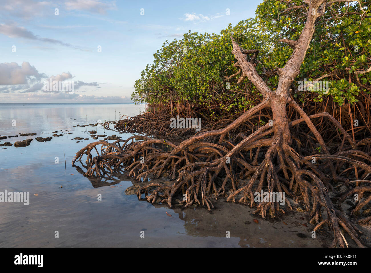 Mangrove nursery hi-res stock photography and images - Alamy