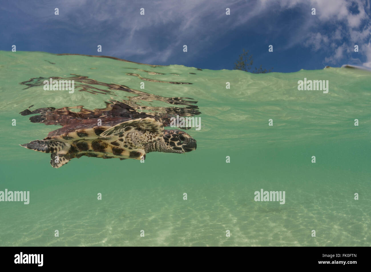 Hawksbill turtle (Eretmochelys imbricata) split level in the shallows ...