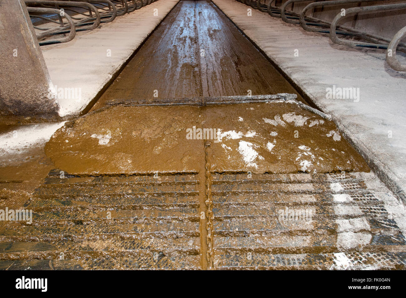 Automatic scraper in a cubicle shed for dairy cattle, Cumbria, UK Stock ...