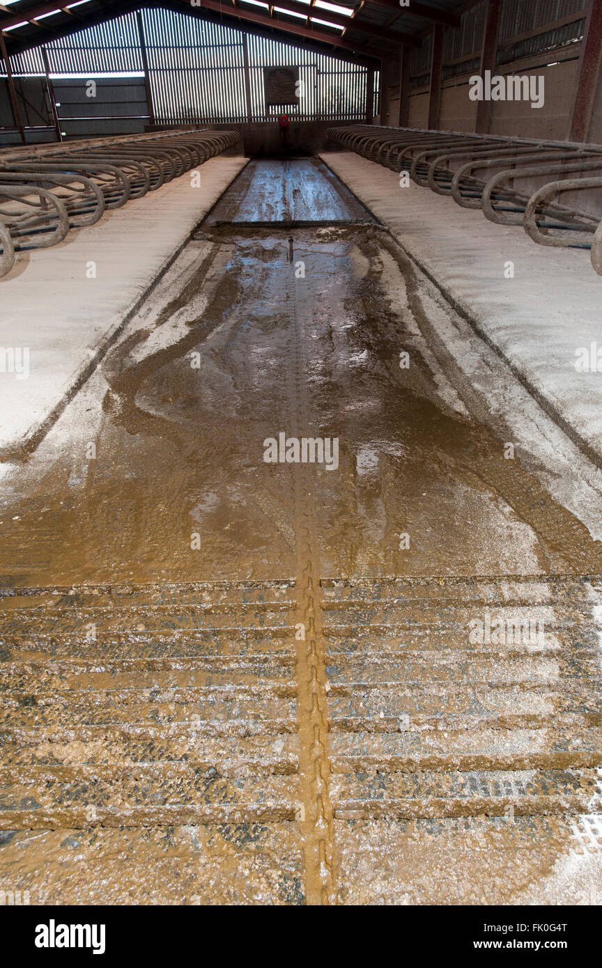 Automatic scraper in a cubicle shed for dairy cattle, Cumbria, UK Stock ...