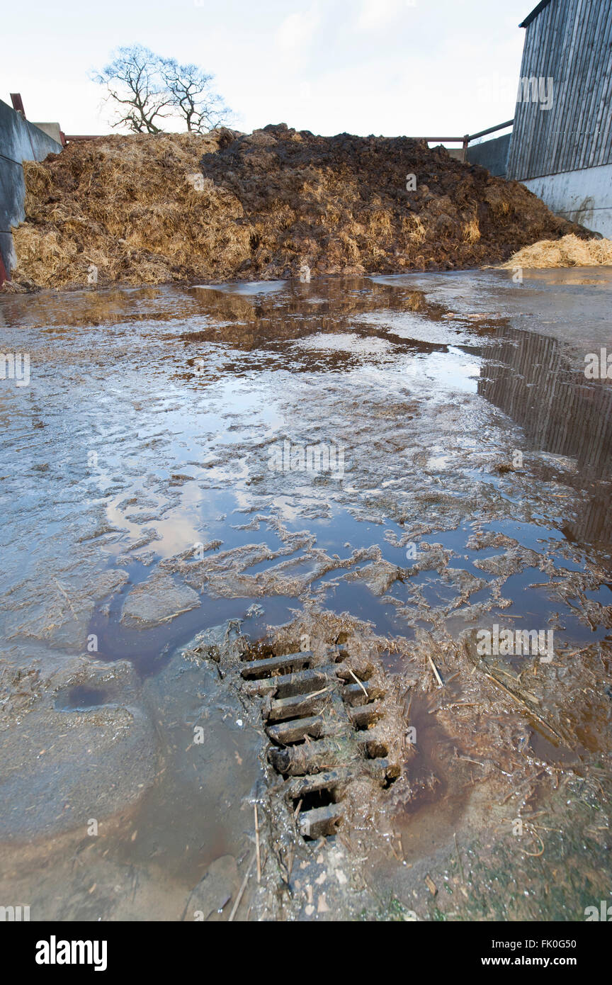 Effluent run off from a manure heap going down a drain into a storage ...