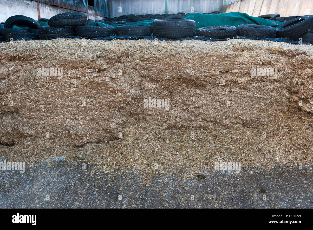 Clamp of maize silage, to fed to dairy cattle, Cumbria, UK Stock Photo ...