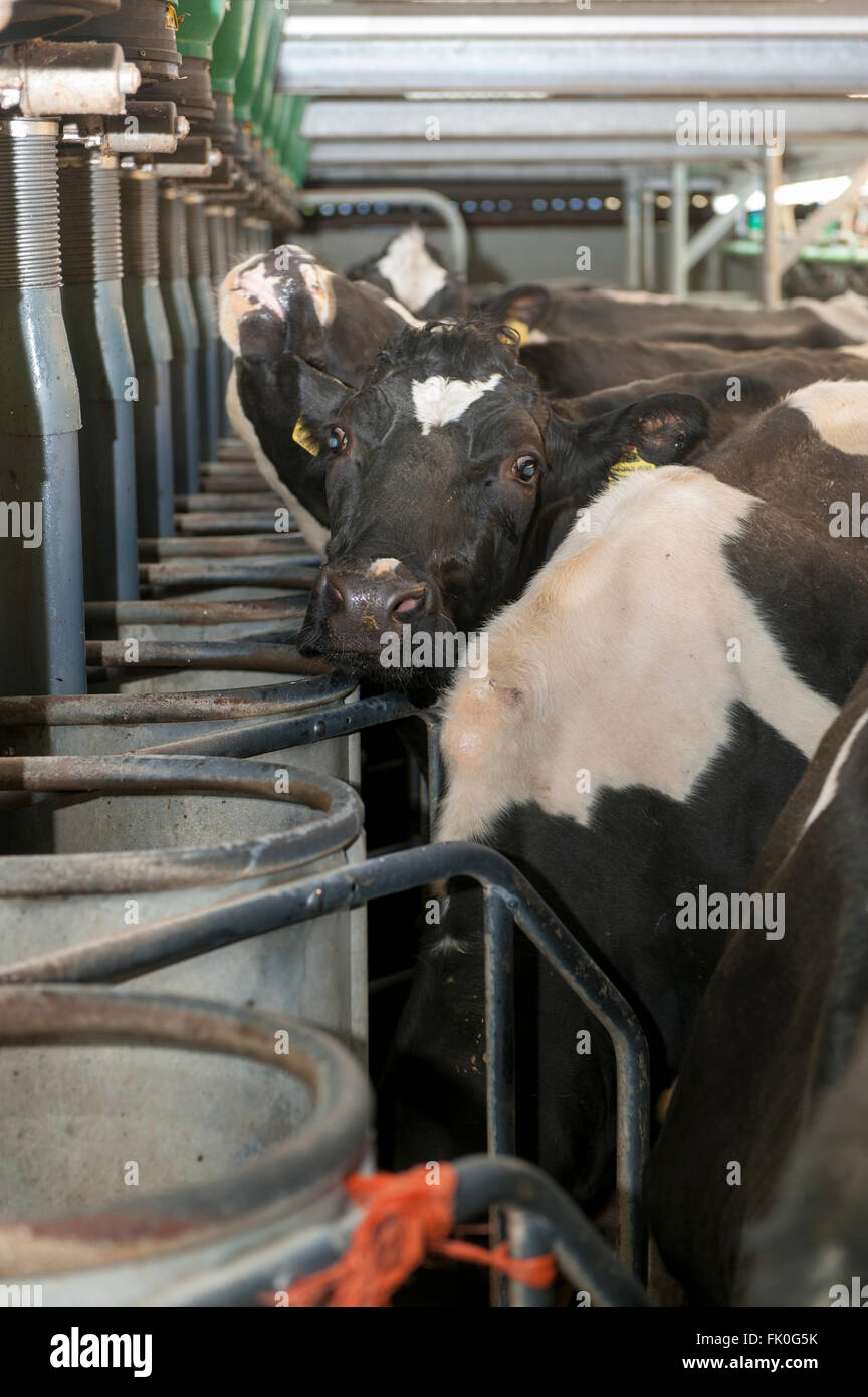 Holstein cattle in herringbone milking parlour system eating ...