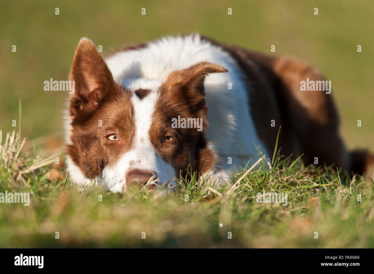 Red and white Border collie sheepdog laid watching sheep. Yorkshire, UK ...
