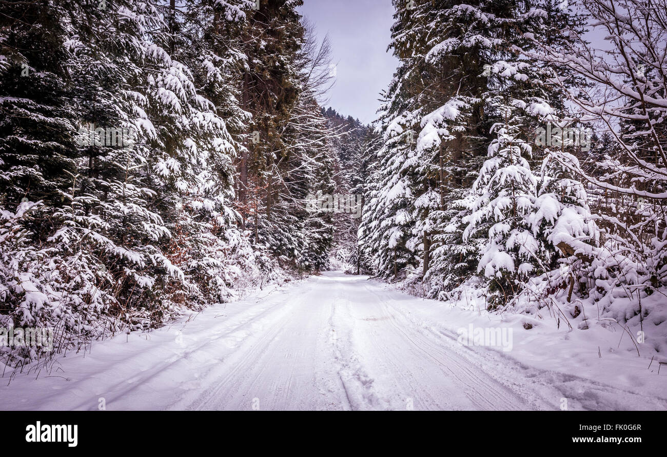Winter landscape. Road covered in snow in dense forest Stock Photo - Alamy