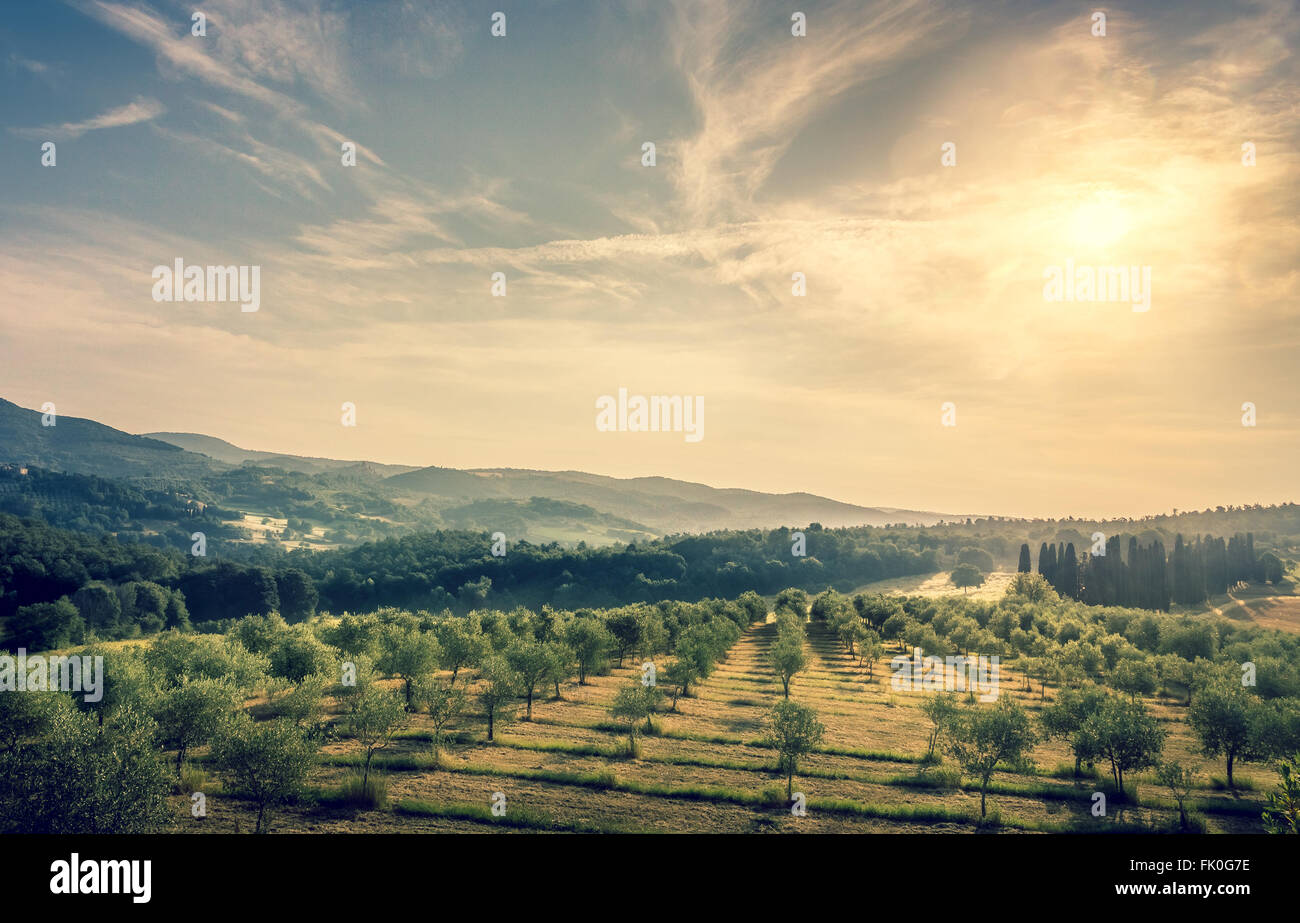 Olive field hi-res stock photography and images - Alamy