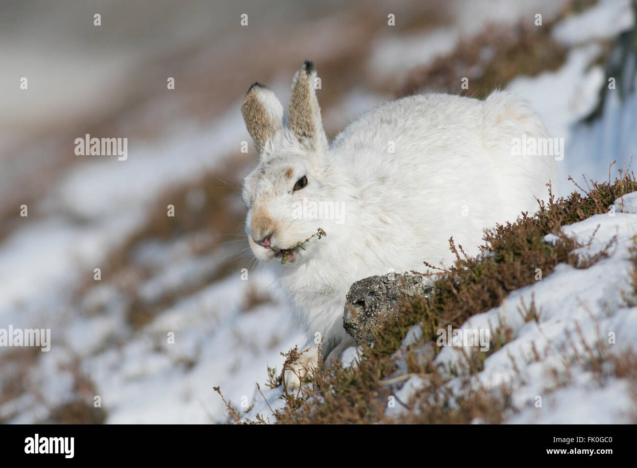 Hare eating heather hi-res stock photography and images - Alamy