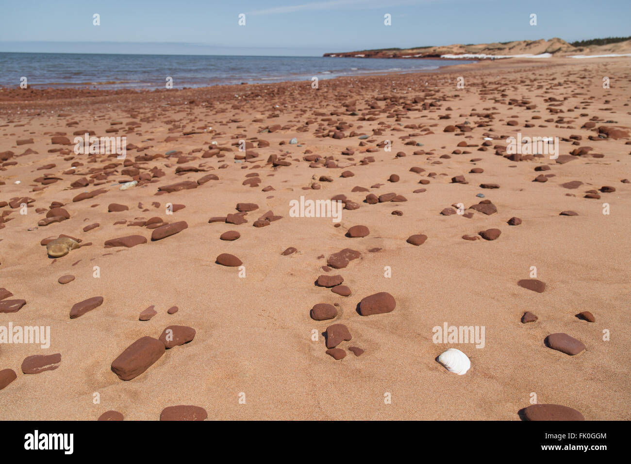A horizontal photo of a white shell and scattered orange rocks on a ...