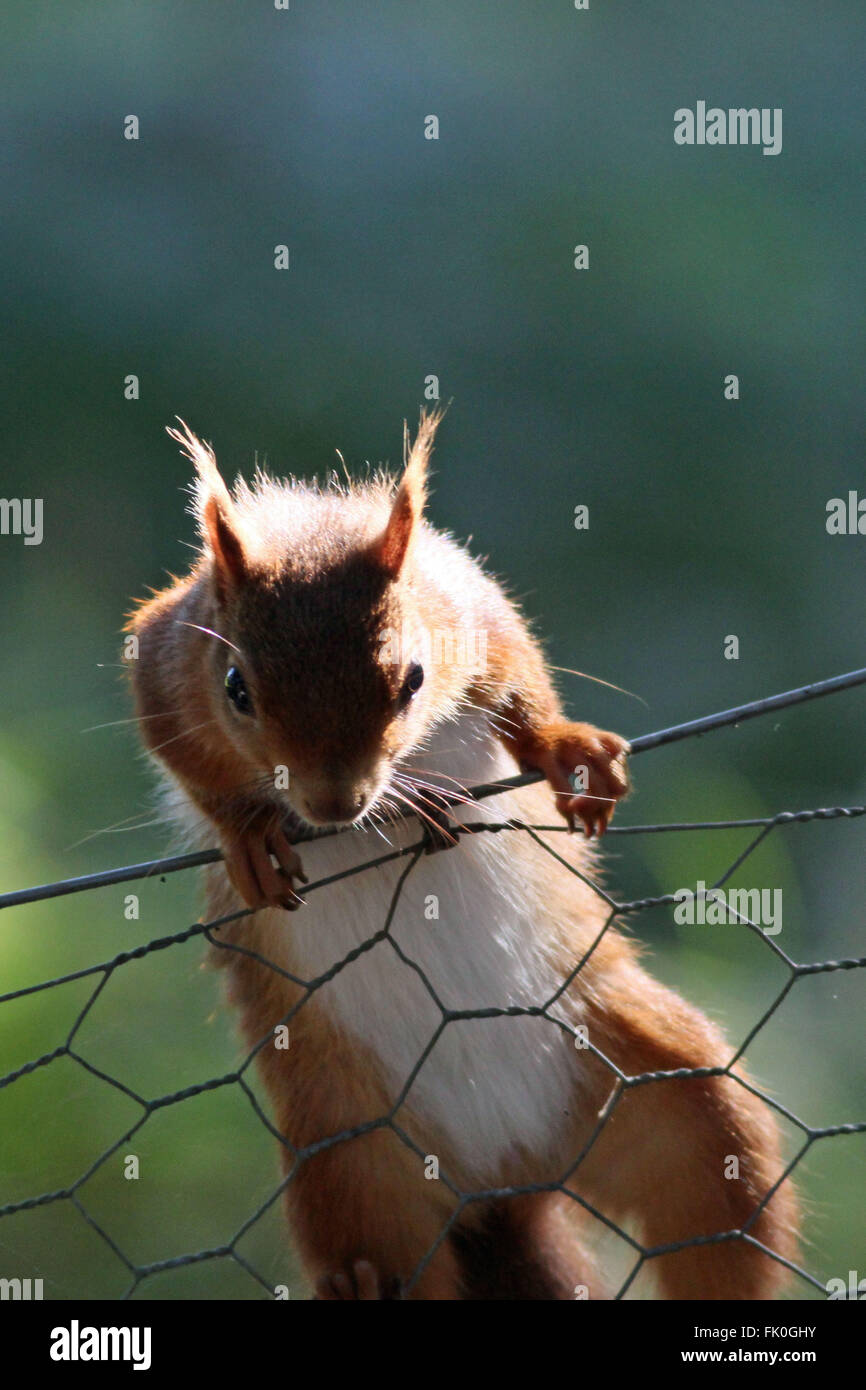 Red squirrel, Brownsea Island Stock Photo - Alamy