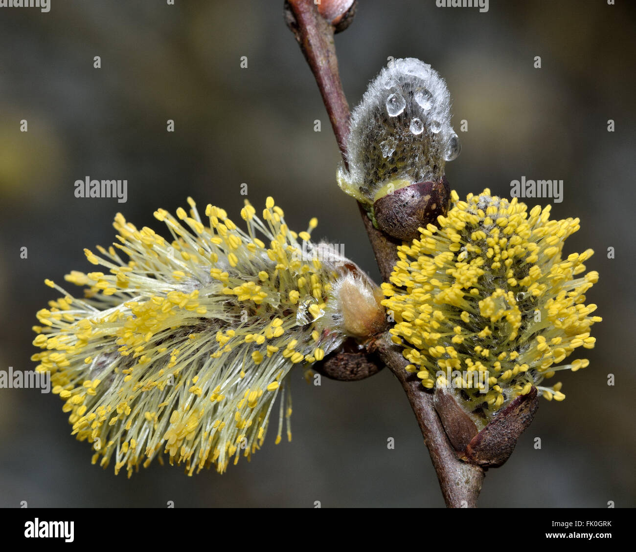 Salix cinerea oleifolia hi-res stock photography and images - Alamy