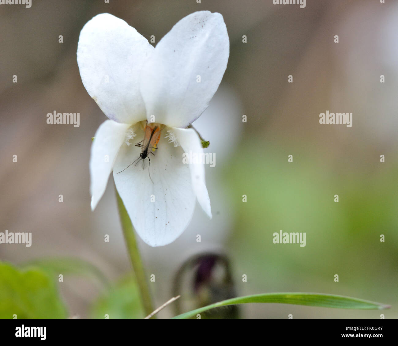 Sweet violet (Viola odorata). White flower of this fragrant plant of ...